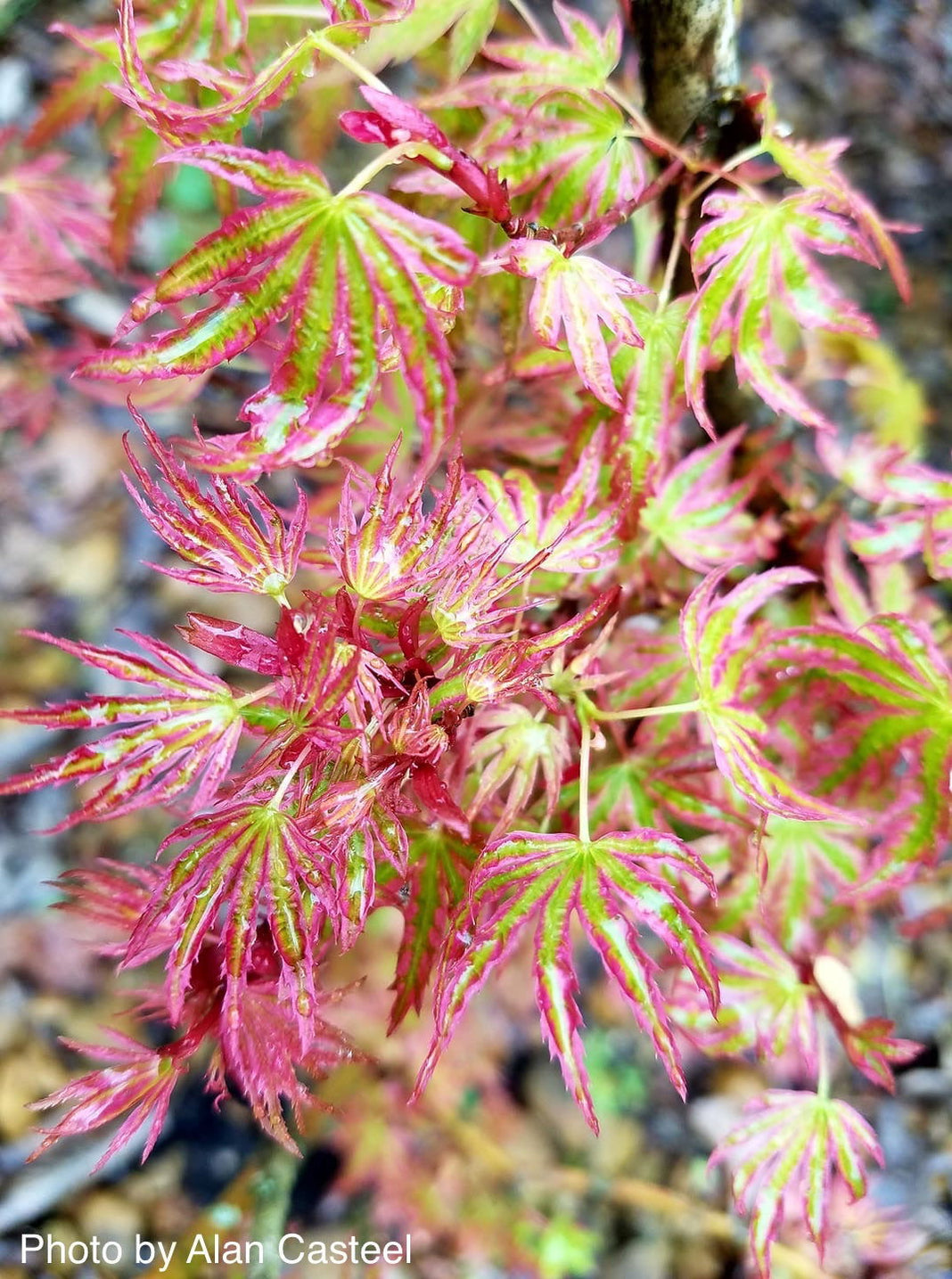 Buy Acer palmatum 'Abigail Rose' Dwarf Variegated Japanese Maple — Mr ...