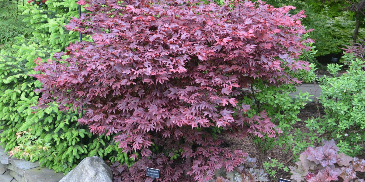 Buy Acer palmatum 'Adrian's Compact' Dwarf Red Japanese Maple Tree — Mr ...