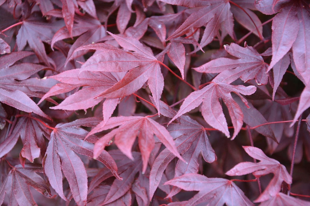 Buy Acer palmatum 'Adrian's Compact' Dwarf Red Japanese Maple Tree — Mr ...