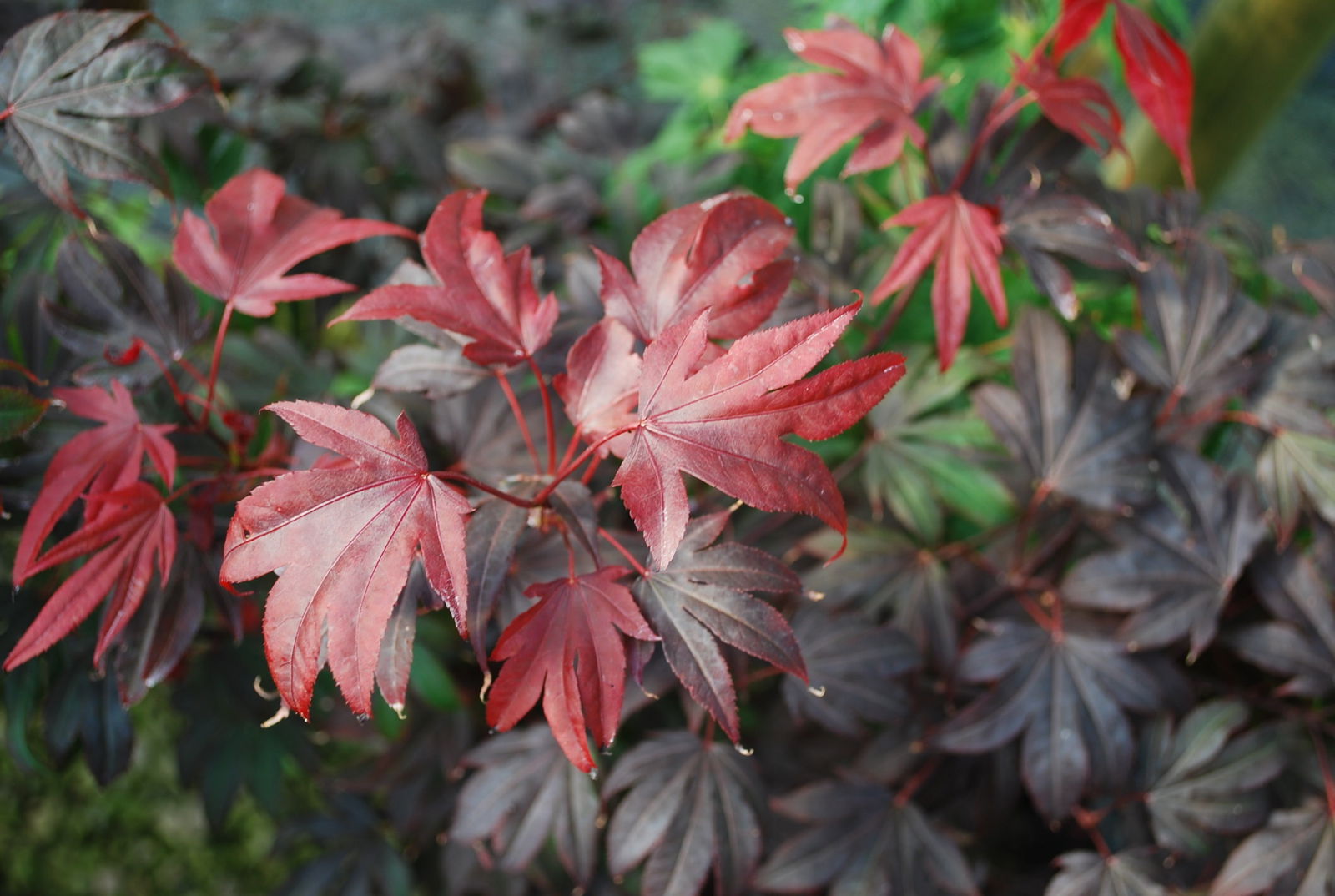 Buy Acer palmatum 'Adrian's Compact' Dwarf Red Japanese Maple Tree — Mr ...