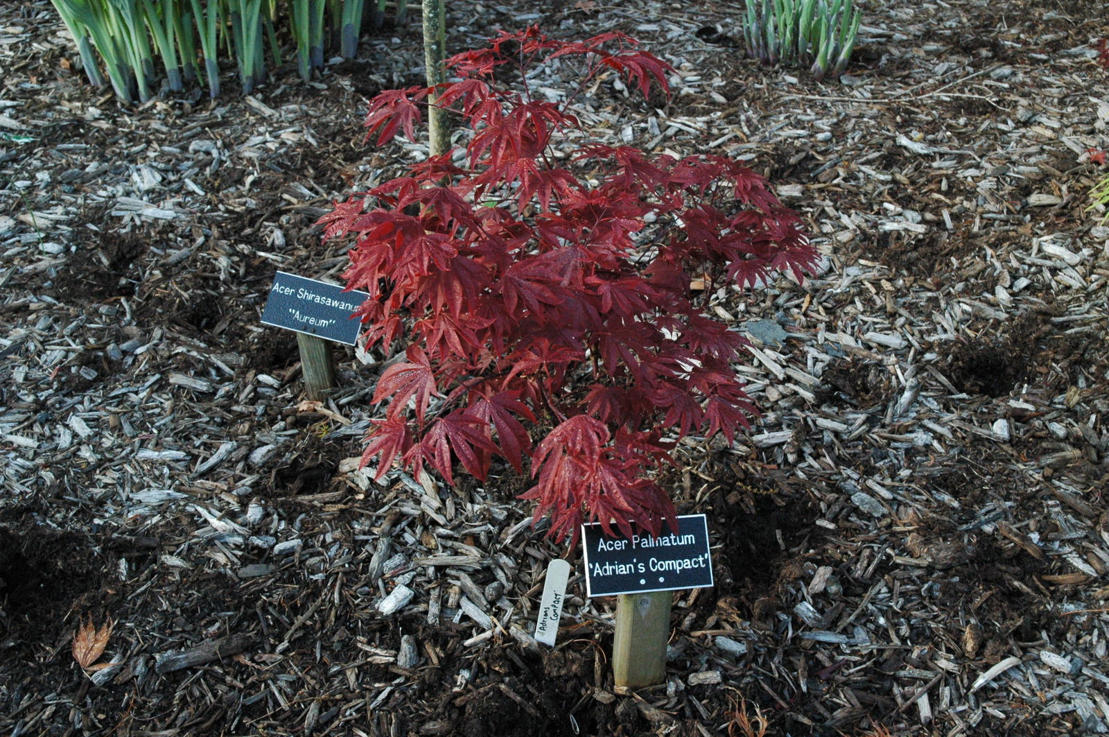 Buy Acer palmatum 'Adrian's Compact' Dwarf Red Japanese Maple Tree — Mr ...