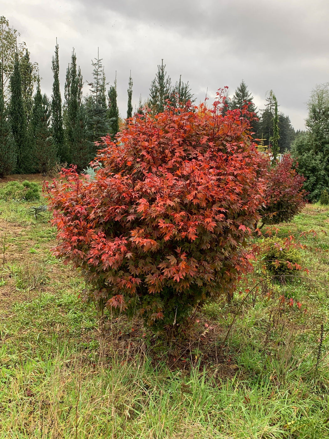 Buy Acer palmatum 'Adrian's Compact' Dwarf Red Japanese Maple Tree — Mr ...