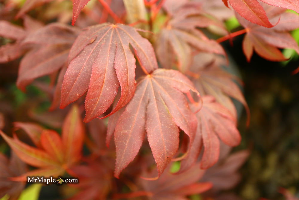 Buy Acer palmatum 'Adrian's Compact' Dwarf Red Japanese Maple Tree — Mr ...