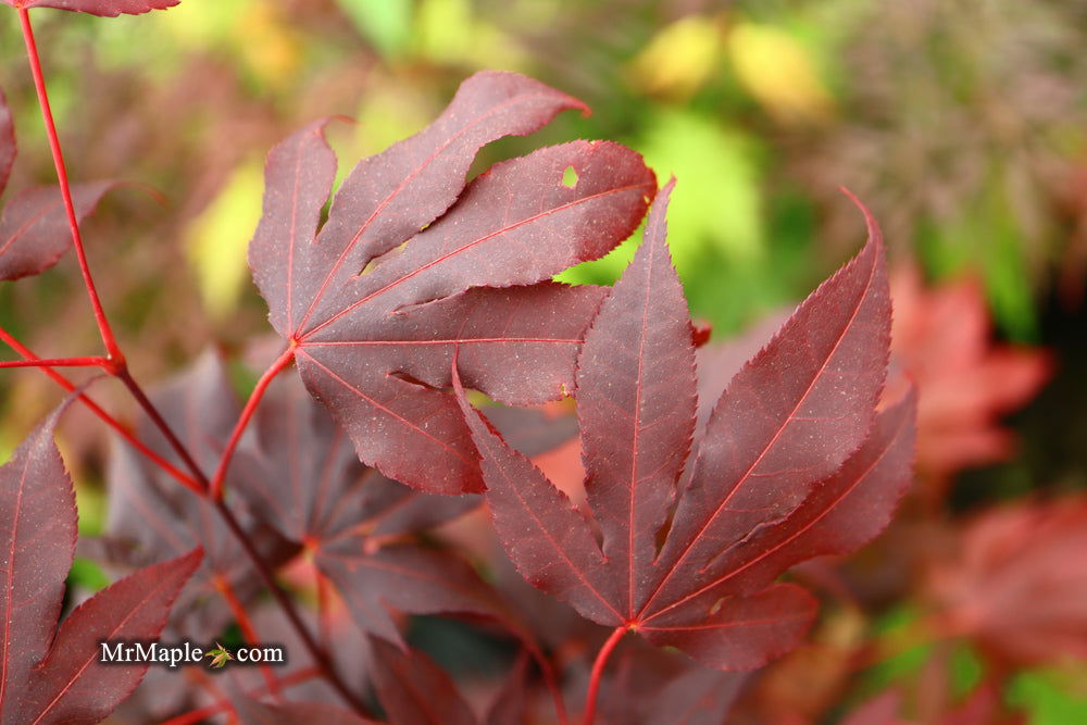 Buy Acer palmatum 'Adrian's Compact' Dwarf Red Japanese Maple Tree — Mr ...
