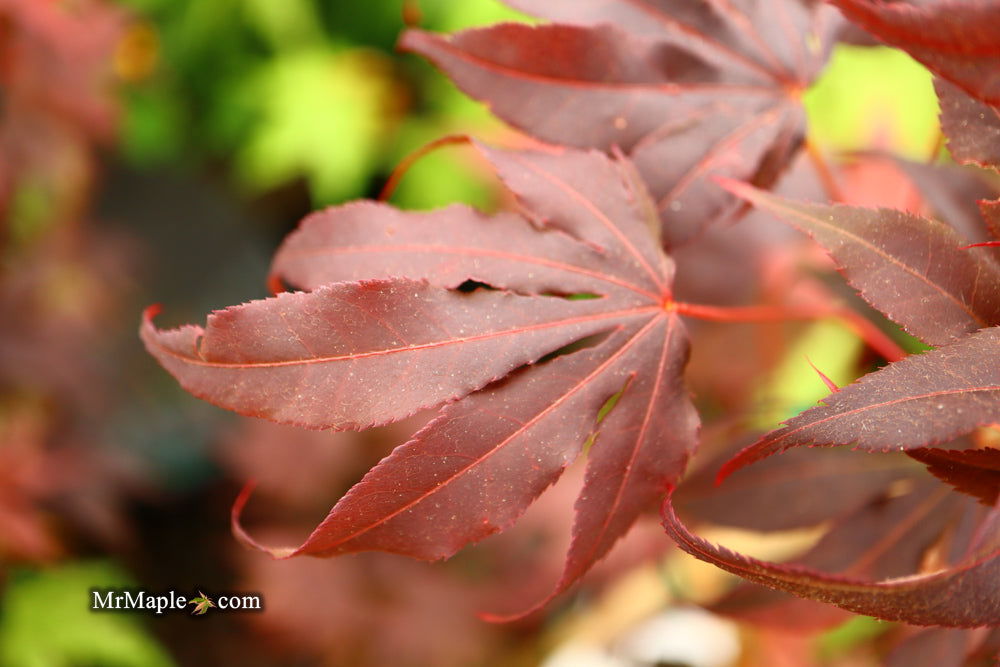 Buy Acer palmatum 'Adrian's Compact' Dwarf Red Japanese Maple Tree — Mr ...