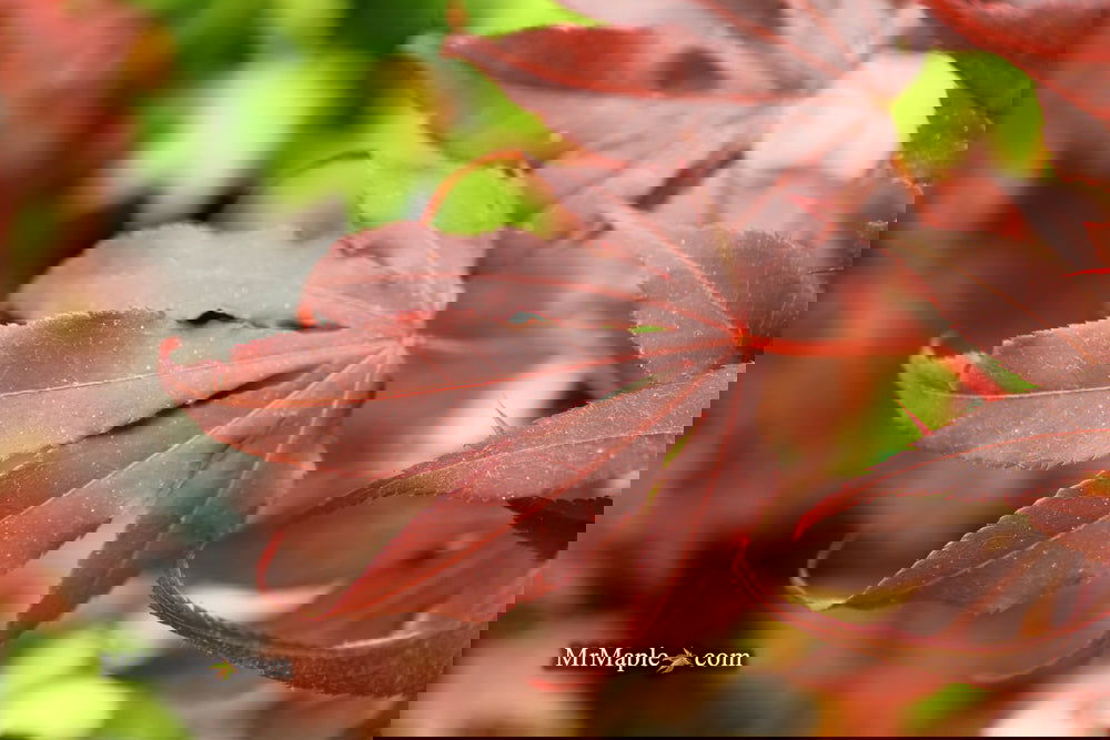 Buy Acer palmatum 'Adrian's Compact' Dwarf Red Japanese Maple Tree — Mr ...