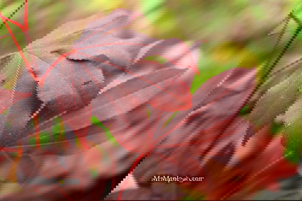 Buy Acer palmatum 'Adrian's Compact' Dwarf Red Japanese Maple Tree — Mr ...