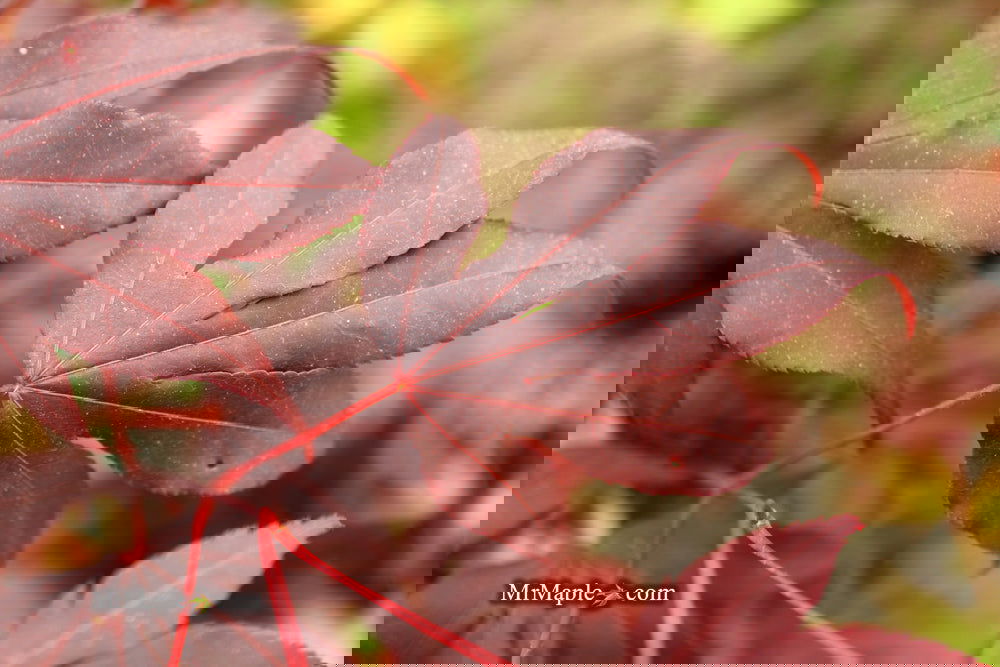 Buy Acer palmatum 'Adrian's Compact' Dwarf Red Japanese Maple Tree — Mr ...