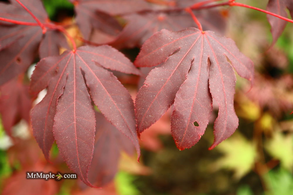 Buy Acer palmatum 'Adrian's Compact' Dwarf Red Japanese Maple Tree — Mr ...