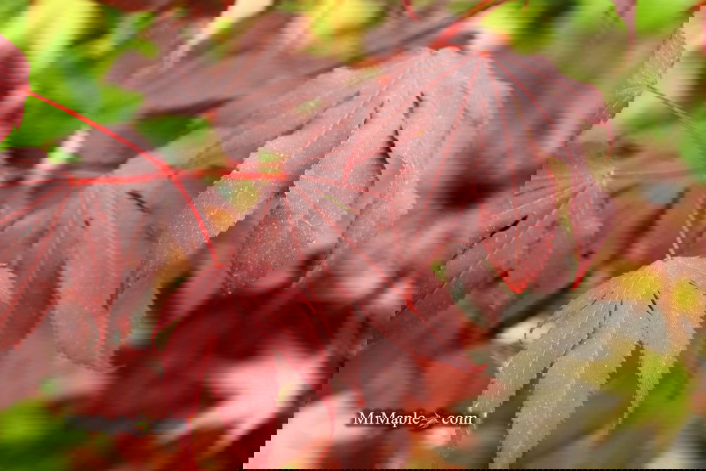 Buy Acer palmatum 'Adrian's Compact' Dwarf Red Japanese Maple Tree — Mr ...