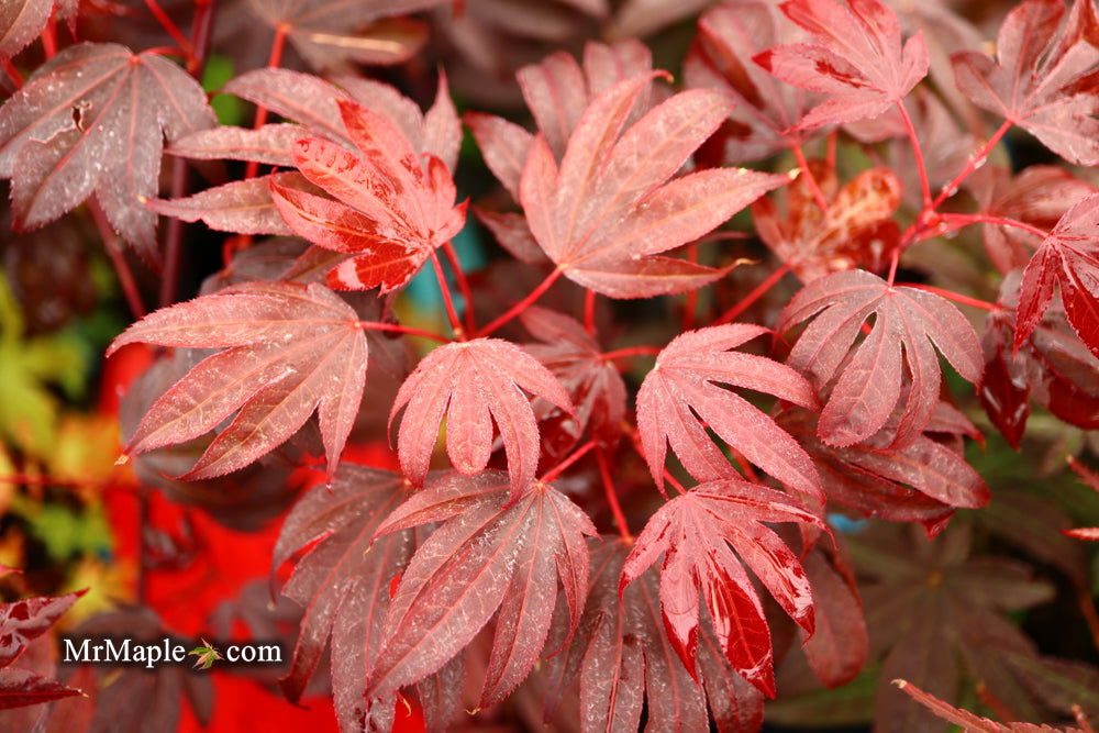 Buy Acer palmatum 'Adrian's Compact' Dwarf Red Japanese Maple Tree — Mr ...