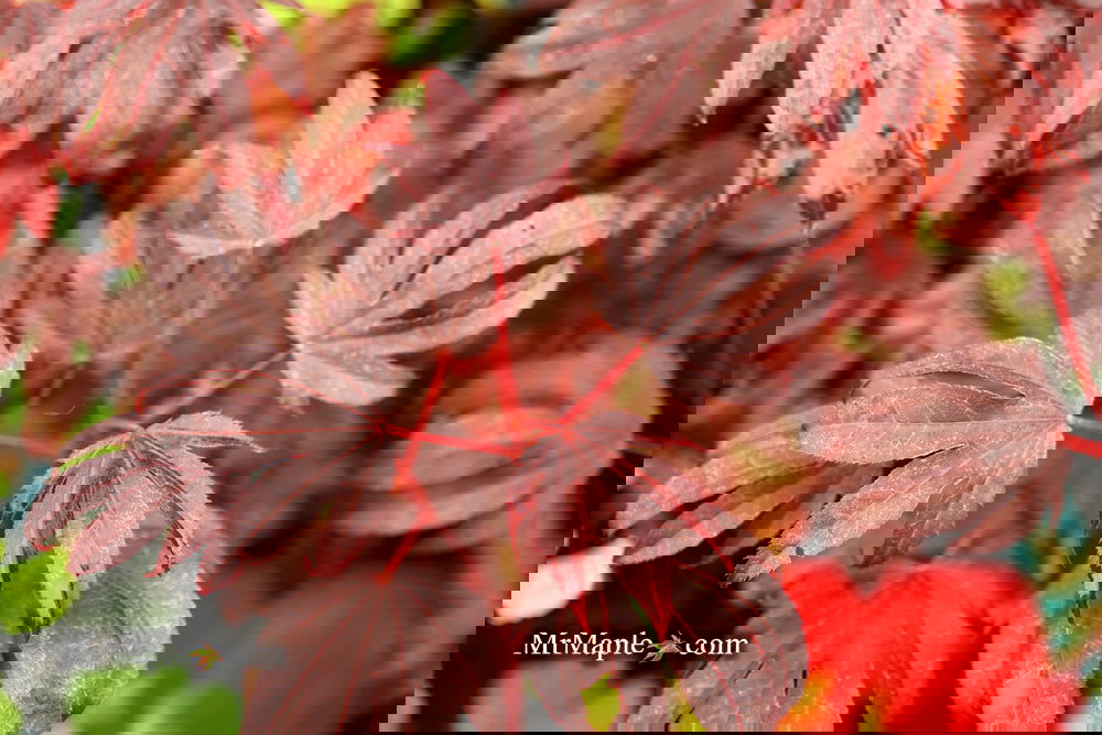 Buy Acer palmatum 'Adrian's Compact' Dwarf Red Japanese Maple Tree — Mr ...