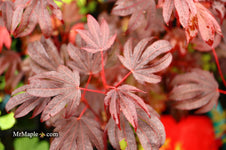 Buy Acer palmatum 'Adrian's Compact' Dwarf Red Japanese Maple Tree — Mr ...