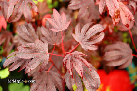 Buy Acer palmatum 'Adrian's Compact' Dwarf Red Japanese Maple Tree — Mr ...