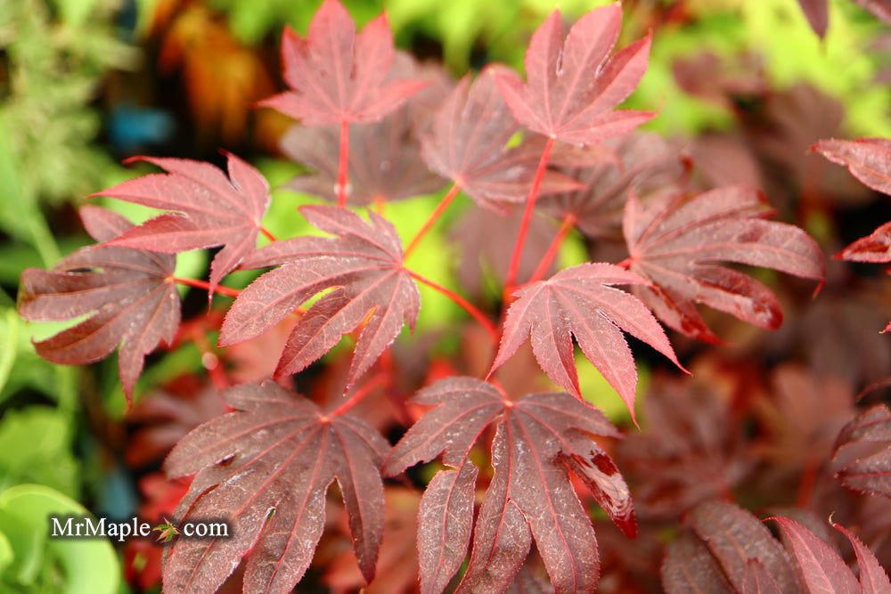 Buy Acer palmatum 'Adrian's Compact' Dwarf Red Japanese Maple Tree — Mr ...