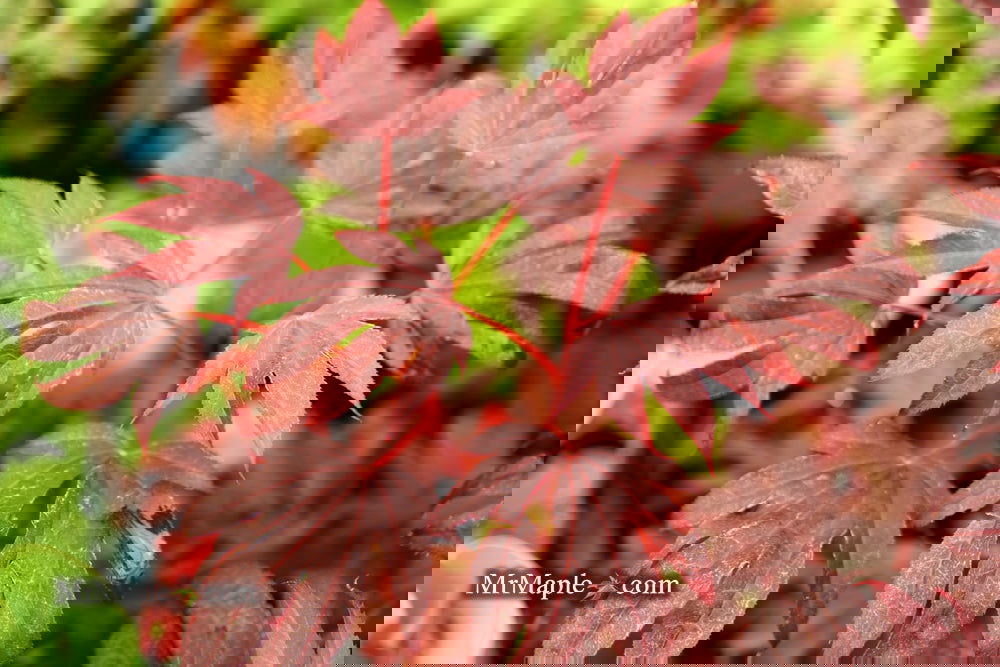 Buy Acer palmatum 'Adrian's Compact' Dwarf Red Japanese Maple Tree — Mr ...