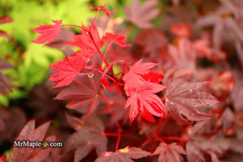 Buy Acer palmatum 'Adrian's Compact' Dwarf Red Japanese Maple Tree — Mr ...