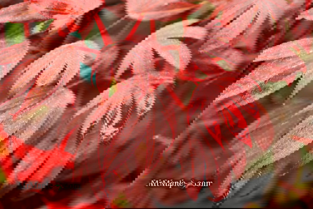 Buy Acer palmatum 'Adrian's Compact' Dwarf Red Japanese Maple Tree — Mr ...