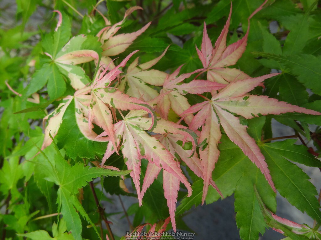 Buy Acer palmatum 'Aizumi nishiki' Pink Variegated Japanese Maple — Mr ...