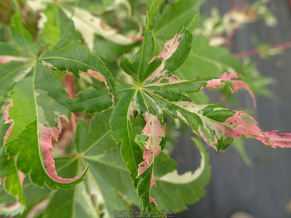 Buy Acer palmatum 'Aizumi nishiki' Pink Variegated Japanese Maple — Mr ...
