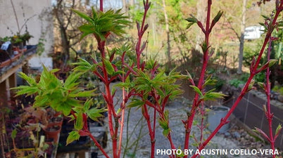 Buy Acer palmatum 'Aka kawa hime' Dwarf Coral Bark Japanese Maple — Mr ...