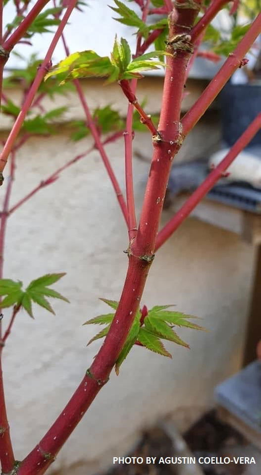 Buy Acer palmatum 'Aka kawa hime' Dwarf Coral Bark Japanese Maple — Mr ...