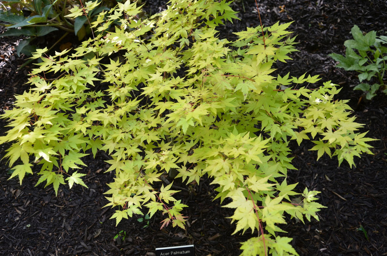Buy Acer palmatum 'Akane' Spring Color Japanese Maple — Mr Maple │ Buy ...