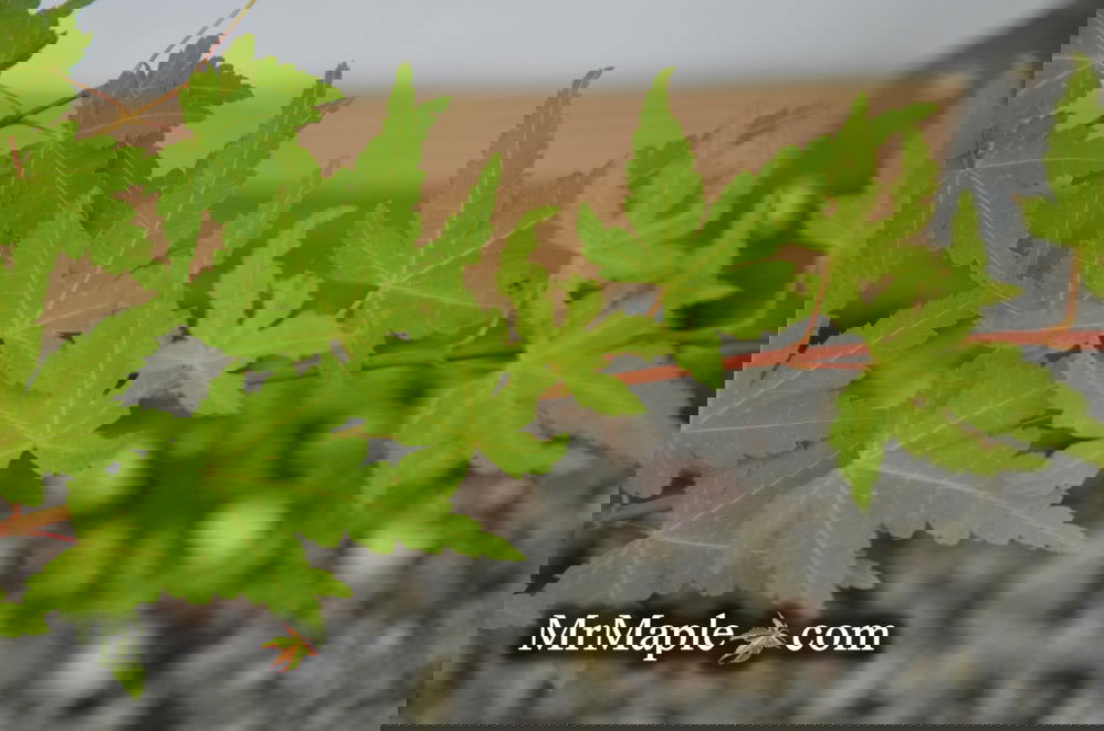 Buy Acer palmatum 'Akane' Spring Color Japanese Maple — Mr Maple │ Buy ...