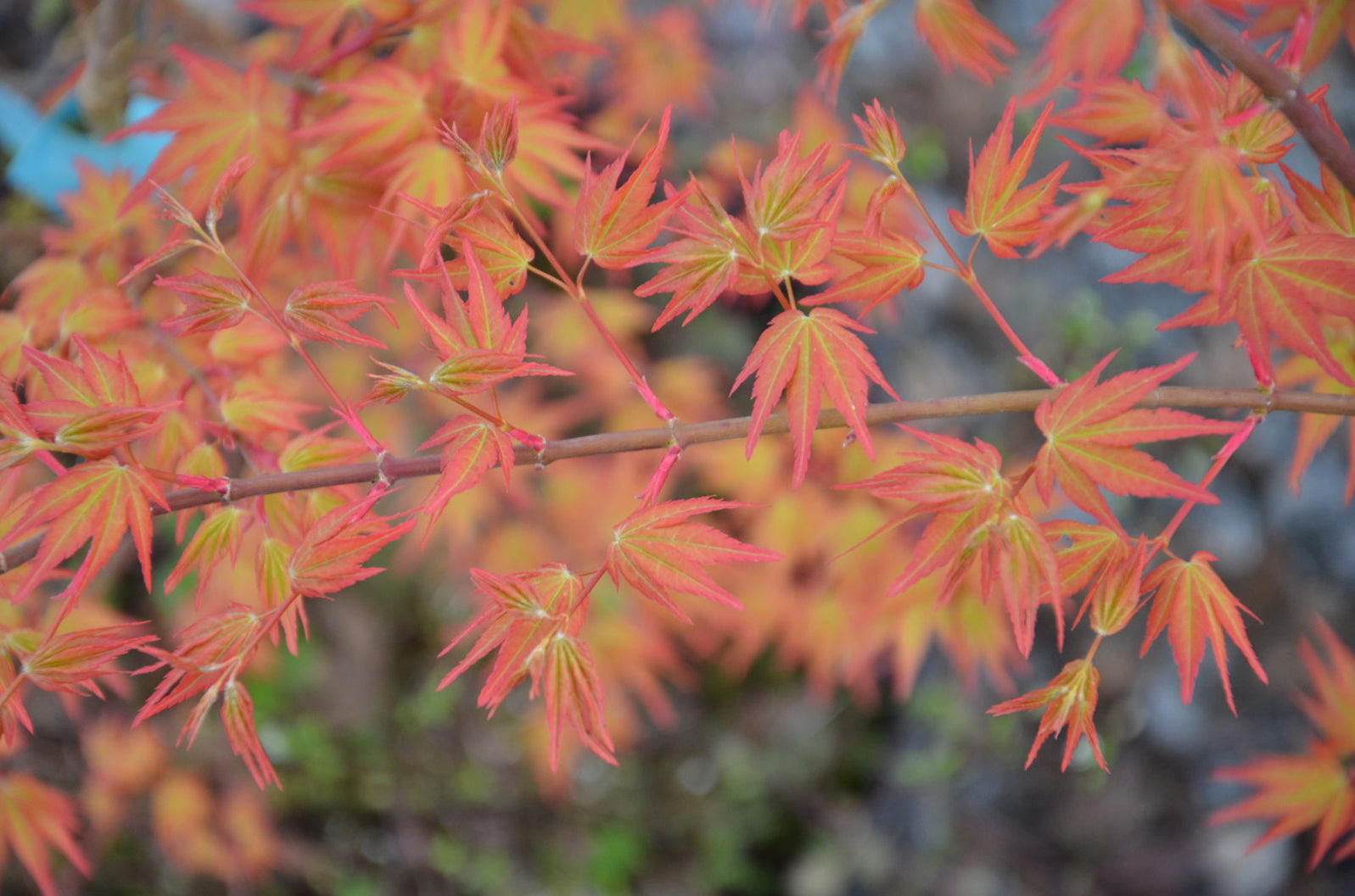Buy Acer palmatum 'Akane' Spring Color Japanese Maple — Mr Maple │ Buy ...