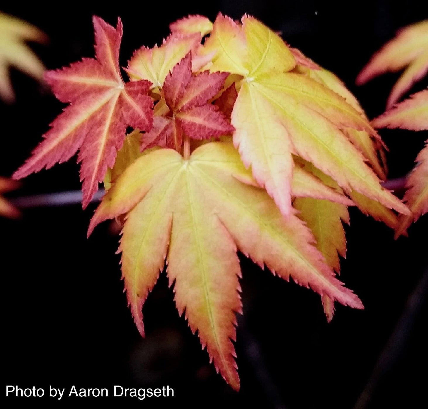 Buy Acer palmatum 'Akane' Spring Color Japanese Maple — Mr Maple │ Buy ...