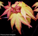Buy Acer palmatum 'Akane' Spring Color Japanese Maple — Mr Maple │ Buy ...