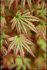 Buy Acer palmatum 'Alpenweiss' Variegated Japanese Maple — Mr Maple ...