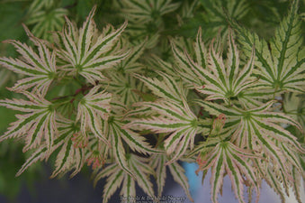 Buy Acer palmatum 'Alpenweiss' Variegated Japanese Maple — Mr Maple ...