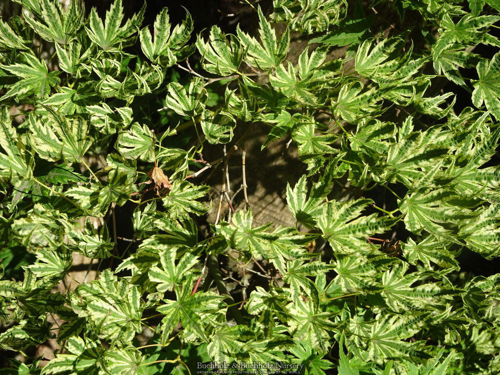 Buy Acer palmatum 'Alpenweiss' Variegated Japanese Maple — Mr Maple ...