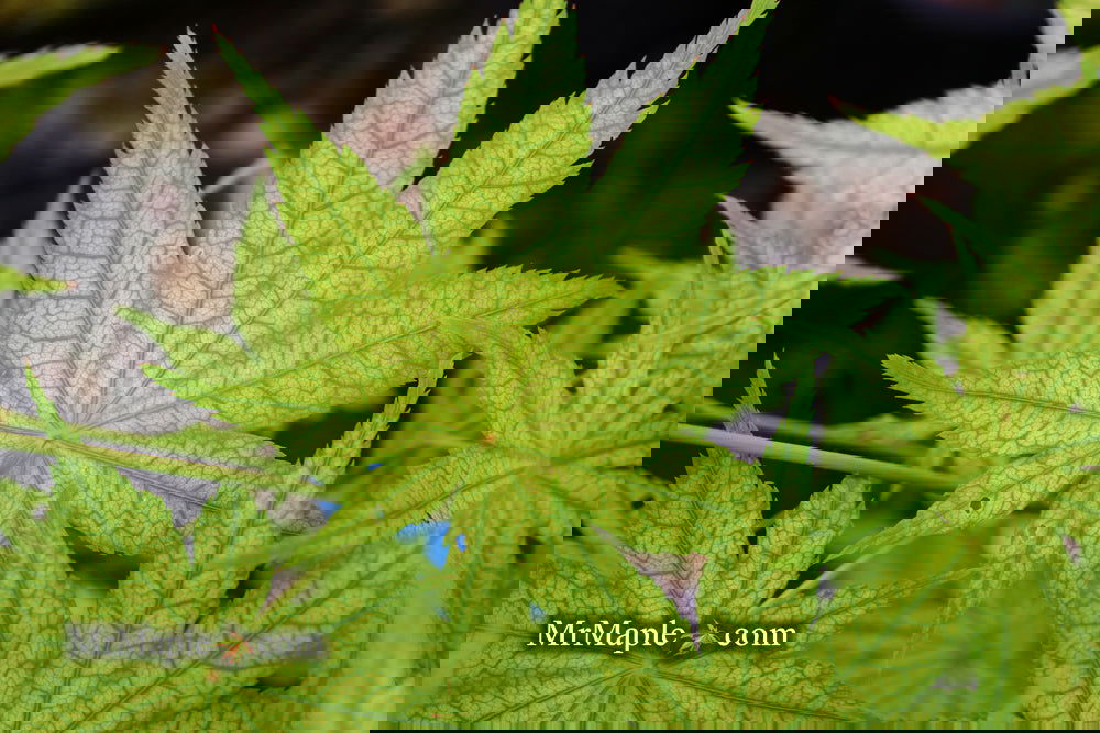 Buy Acer palmatum 'Alpine Silver Thread' Japanese Maple — Mr Maple ...