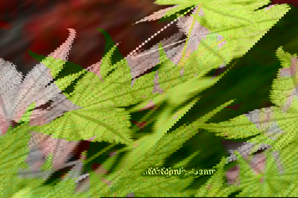 Buy Acer palmatum 'Alpine Silver Thread' Japanese Maple — Mr Maple ...