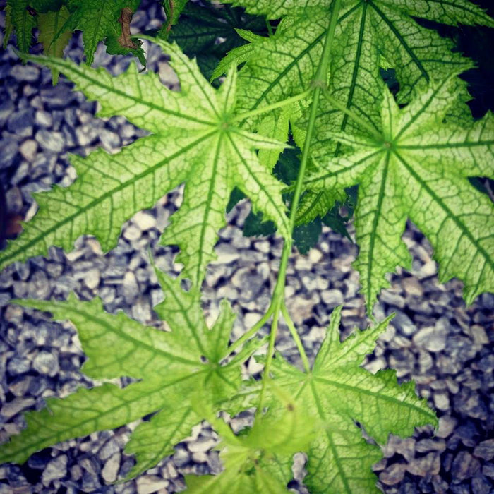 Buy Acer palmatum 'Alpine Silver Thread' Japanese Maple — Mr Maple ...