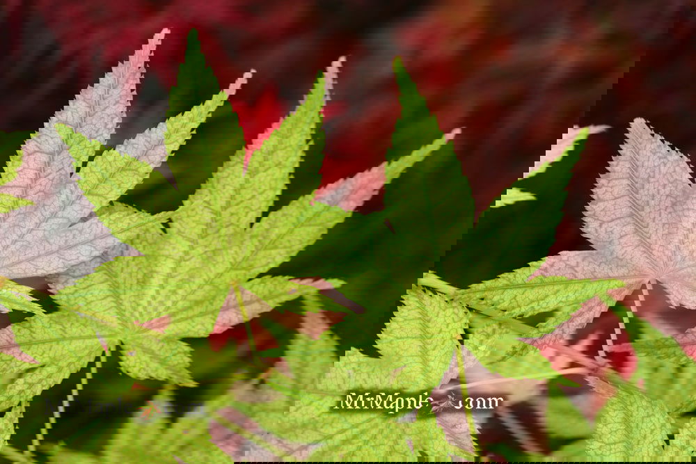 Buy Acer palmatum 'Alpine Silver Thread' Japanese Maple — Mr Maple ...