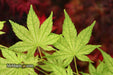 Buy Acer palmatum 'Alpine Silver Thread' Japanese Maple — Mr Maple ...
