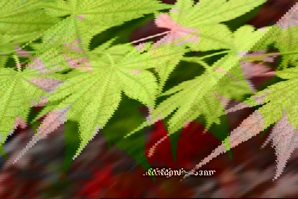 Buy Acer palmatum 'Alpine Silver Thread' Japanese Maple — Mr Maple ...