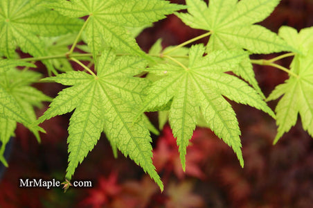 Buy Acer palmatum 'Alpine Silver Thread' Japanese Maple — Mr Maple ...