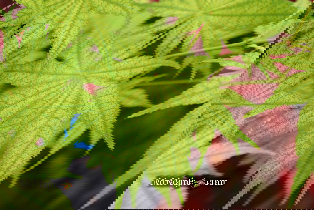 Buy Acer palmatum 'Alpine Silver Thread' Japanese Maple — Mr Maple ...