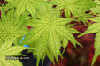Buy Acer palmatum 'Alpine Silver Thread' Japanese Maple — Mr Maple ...