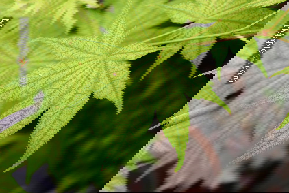 Buy Acer palmatum 'Alpine Silver Thread' Japanese Maple — Mr Maple ...