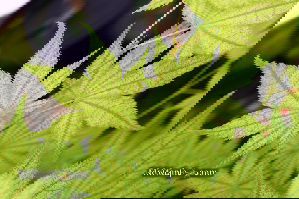 Buy Acer palmatum 'Alpine Silver Thread' Japanese Maple — Mr Maple ...