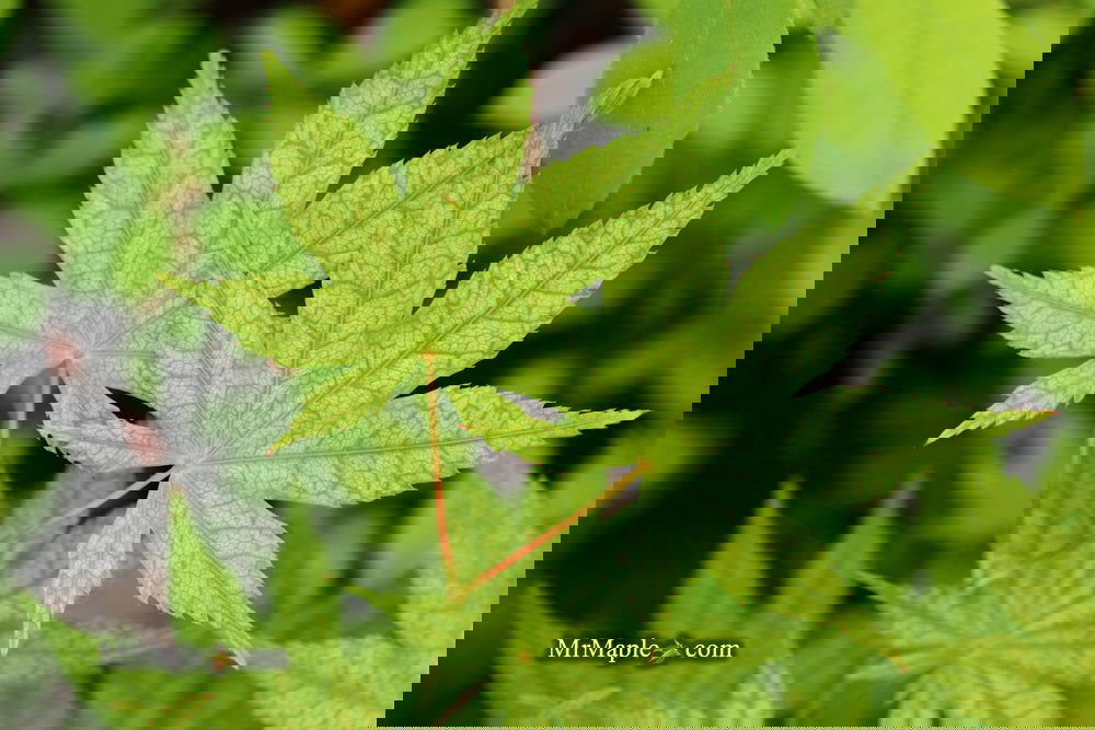 Buy Acer palmatum 'Alpine Silver Thread' Japanese Maple — Mr Maple ...