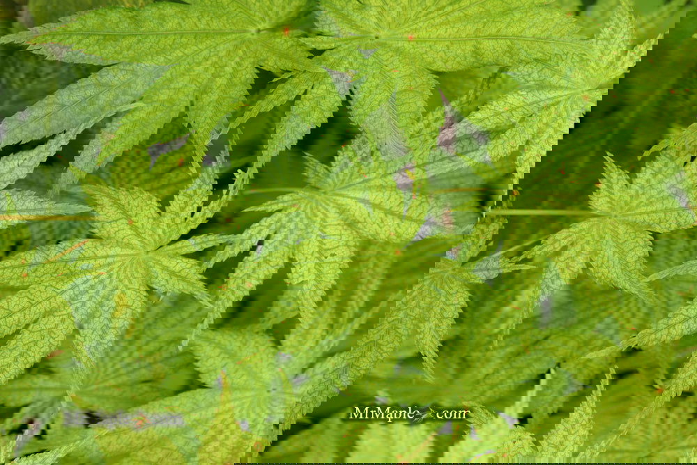 Buy Acer palmatum 'Alpine Silver Thread' Japanese Maple — Mr Maple ...