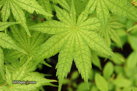 Buy Acer palmatum 'Alpine Silver Thread' Japanese Maple — Mr Maple ...