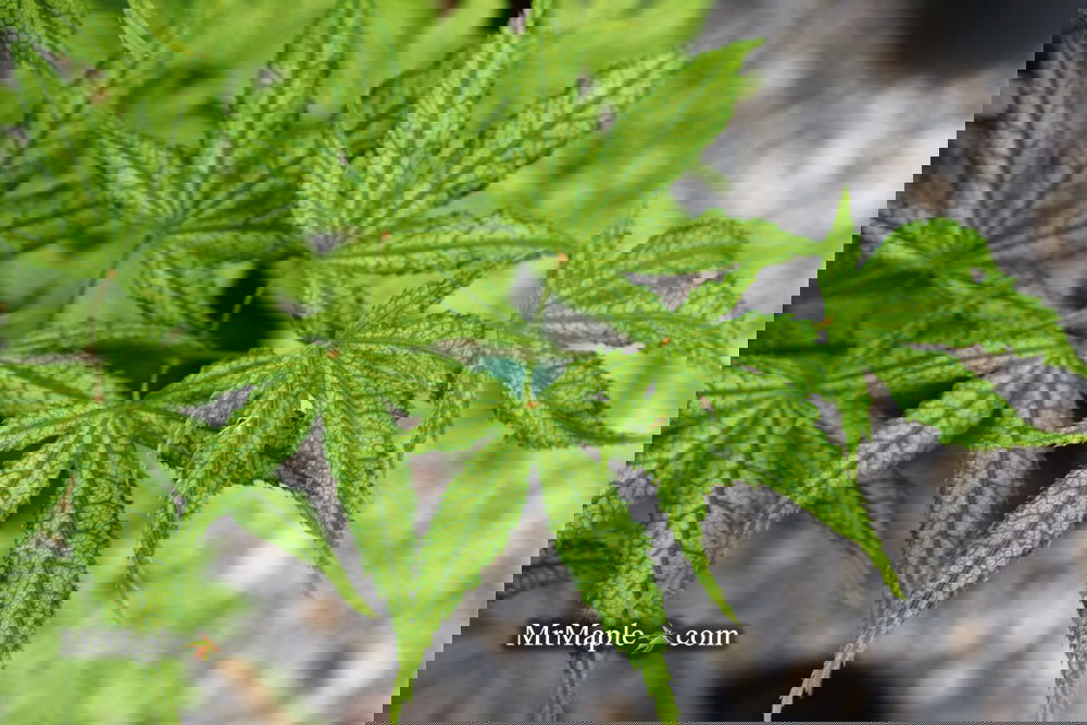 Buy Acer palmatum 'Alpine Silver Thread' Japanese Maple — Mr Maple ...
