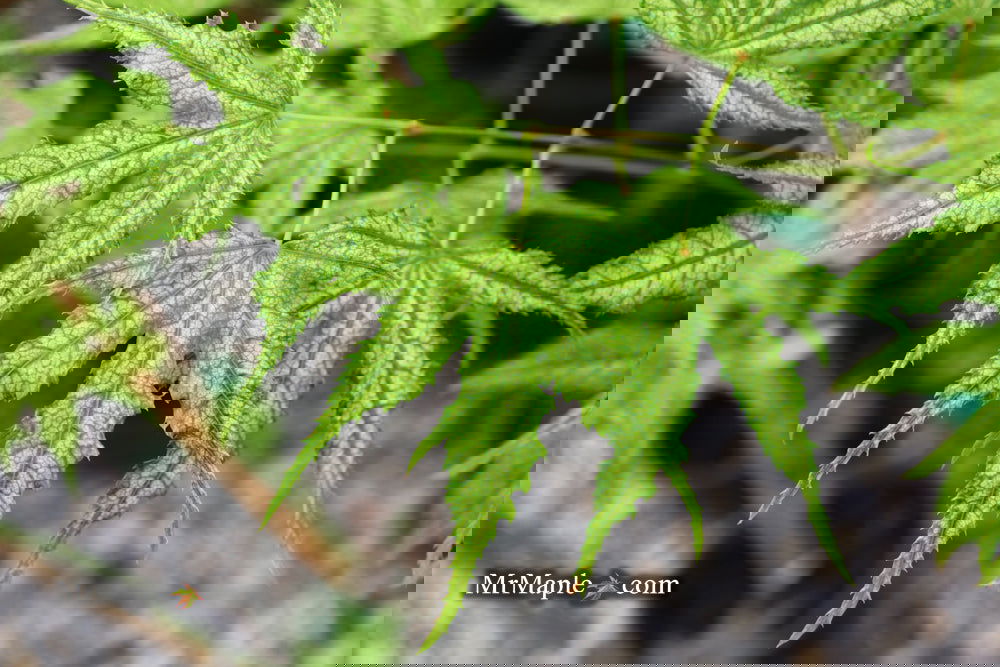 Buy Acer palmatum 'Alpine Silver Thread' Japanese Maple — Mr Maple ...